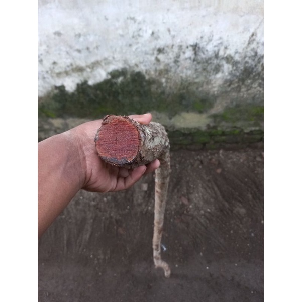 Jual Bahan tongkat jalan kayu galih stigi/setigi | Shopee Indonesia