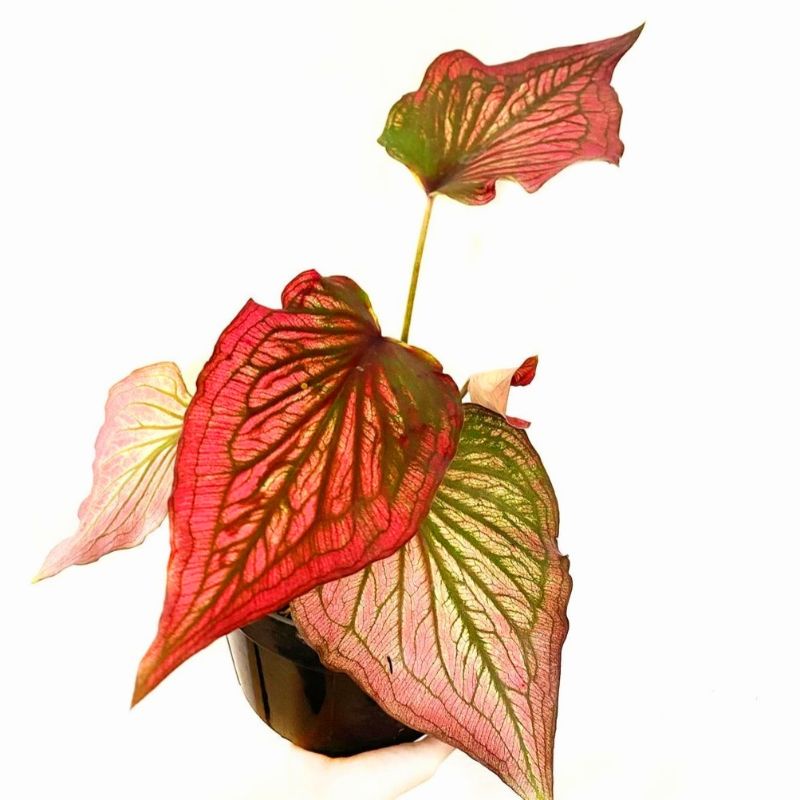 Jual Caladium Infinity / bunga keladi / tanaman hias keladi murah ... Jual Caladium Infinity / bunga keladi / tanaman hias keladi murah ...