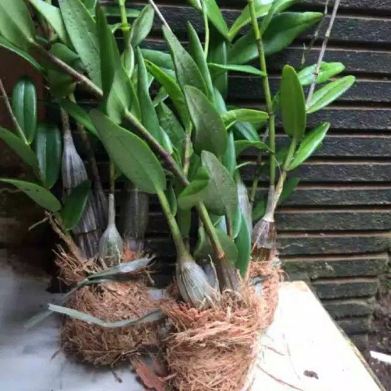 Jual anggrek merpati putih | Shopee Indonesia