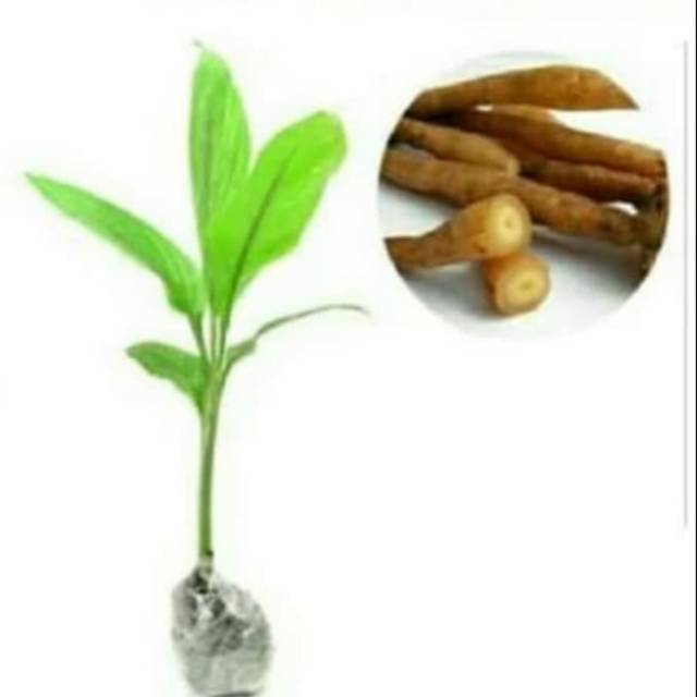 Jual Pohon temu kunci tanaman herbal bibit pohon temu kunci | Shopee ...