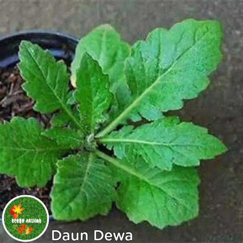Jual Pohon dewa - daun dewa/tanaman herbal | Shopee Indonesia