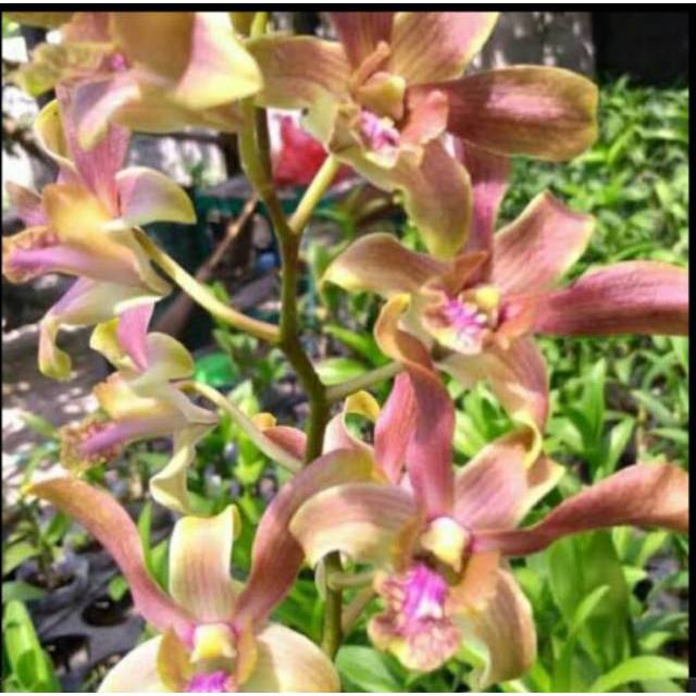 Jual Anggrek Dendrobium Brown X Lasianthera Indonesia|Shopee Indonesia