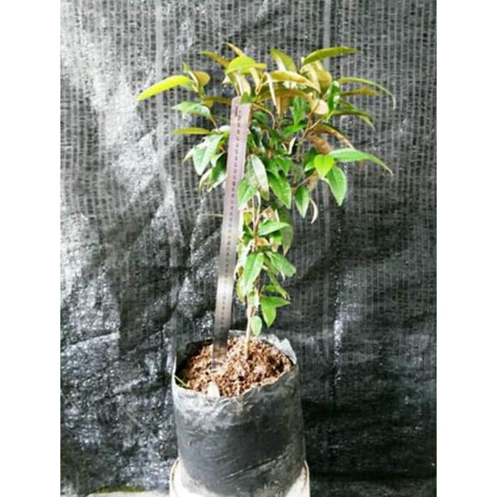 Jual Xena Bibit Tanaman Buah Genitu / Kenitu/Sawo Durian | Shopee Indonesia