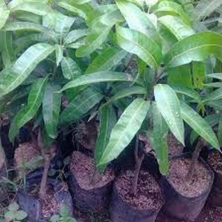 Jual Bibit Mangga Irwin Mangga Erwin Mangga Ungu Pohon Mangga Irwin ...