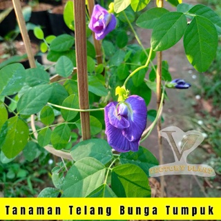 Jual Tanaman Rambat Herbal Pohon Kembang Telang | Bunga Telang ...
