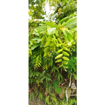 Jual daun dan bunga seringan 100 gram segar | Shopee Indonesia