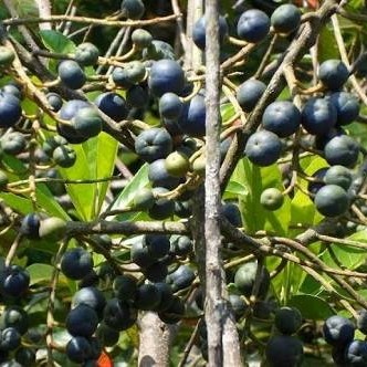 Jual Bibit buah jenitri | Shopee Indonesia