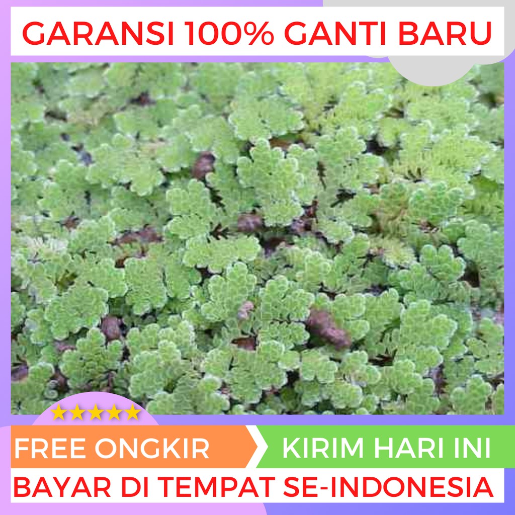 Jual Bibit azolla pinata pakan ayam benih azola microphyla 1 kg murah ...