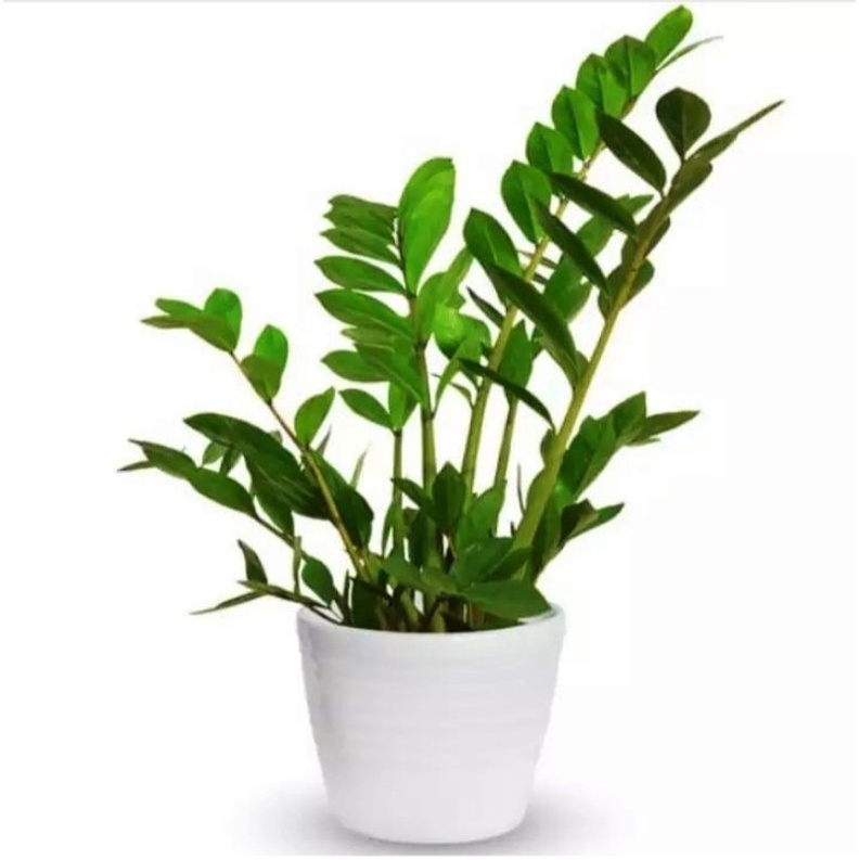 Jual tanaman hias dolar zamia tanaman pot bunga | Shopee Indonesia
