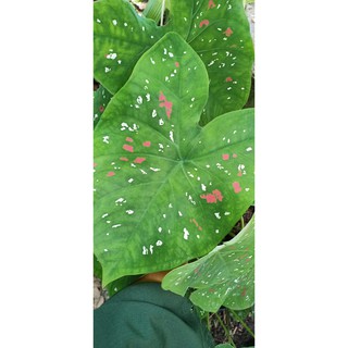Jual Caladium Bi Color Florida Clown | Shopee Indonesia
