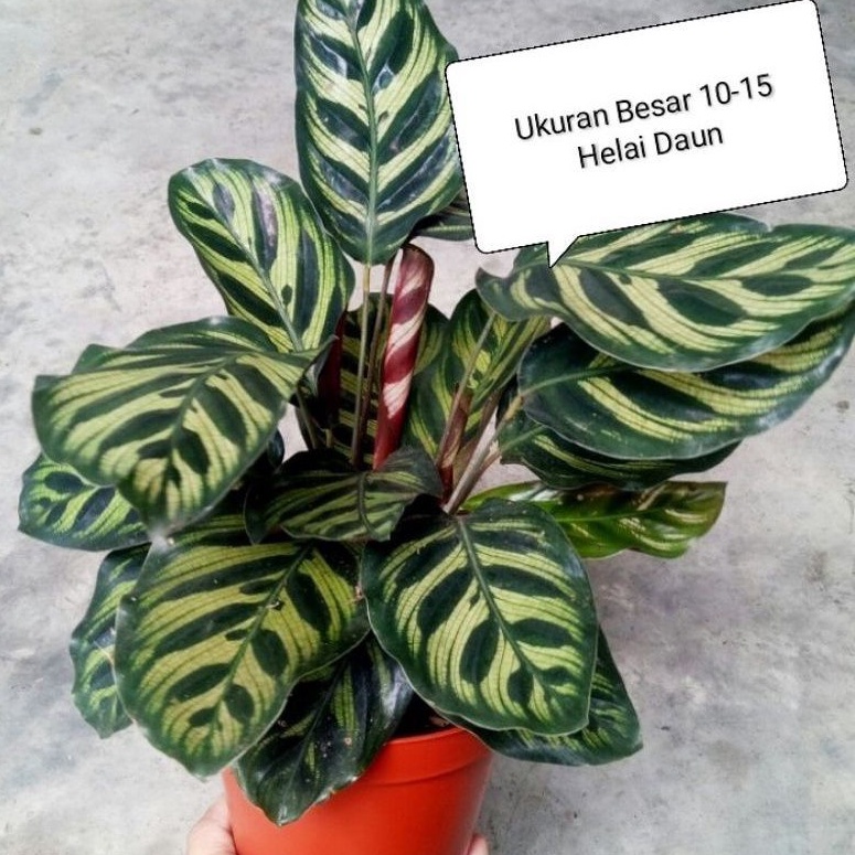 Jual ( BISA COD ) Tanaman Hias Calatea Makoyana Rimbun Bunga Hias ...