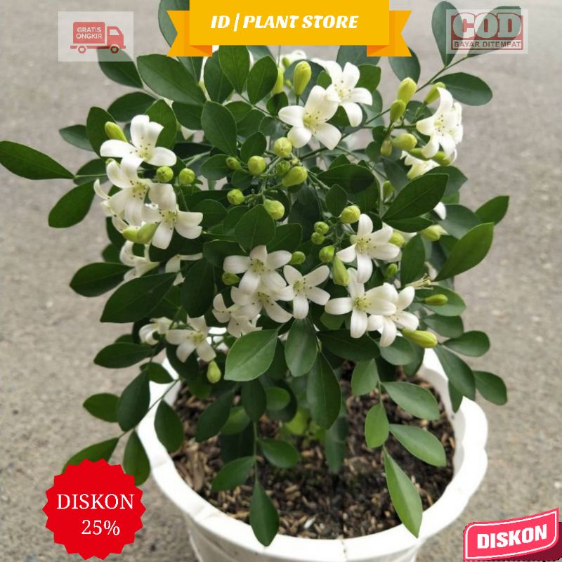 Jual (BISA COD) Tanaman bunga kemuning / Tanaman hias kemuning / Bunga ...