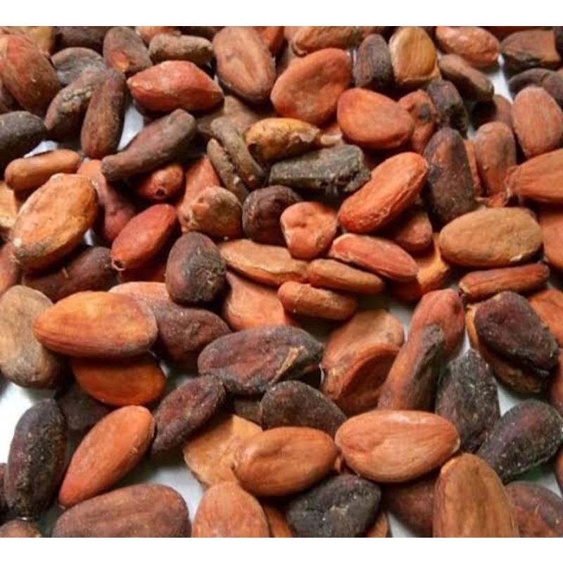 Jual biji benih kakao/buah coklat siap semai | Shopee Indonesia