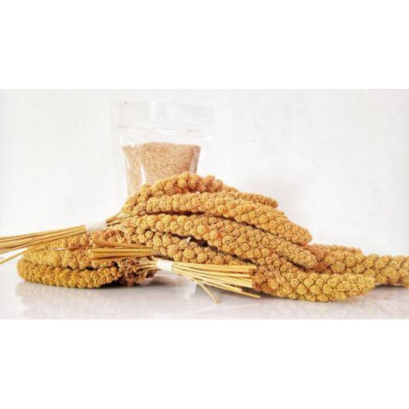 Jual (500gr)foxtail millet spray/ jewawut gantung tangkai/ setaria ...