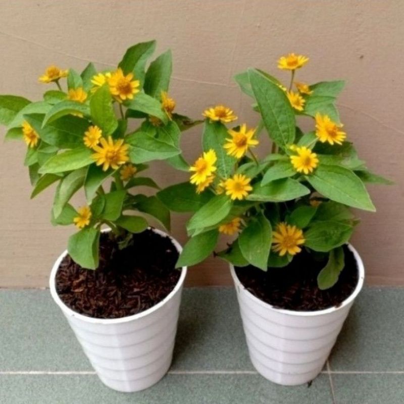 Jual ( BISA COD ) Bunga Hias Matahari Mini Kolget Sudah Berbunga ...