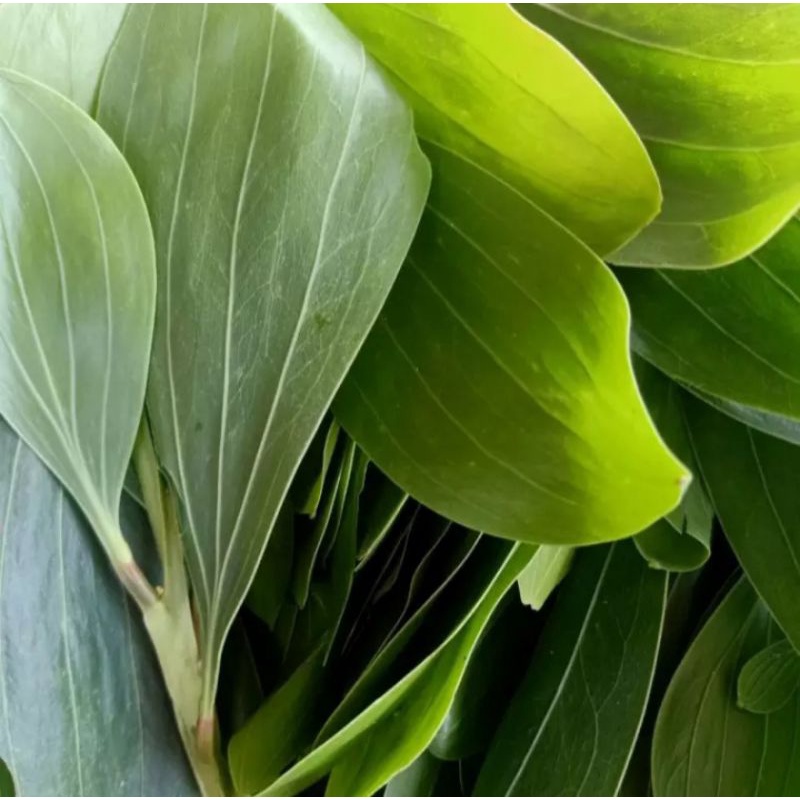 Jual Daun akasia atau acacia segar 1 kg | Shopee Indonesia