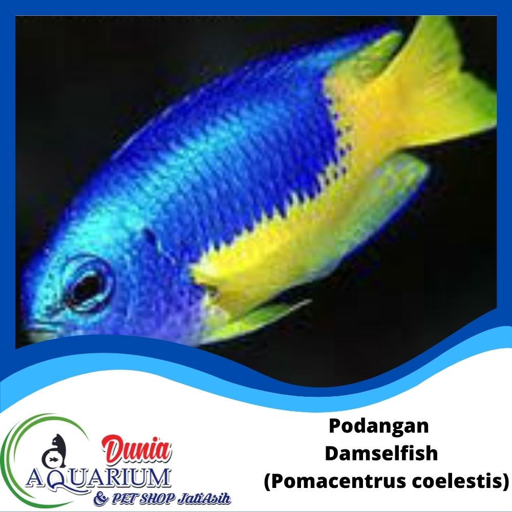 Jual Ikan Hias Betok Podangan Damselfish Akuarium Aquarium Laut Marine ...
