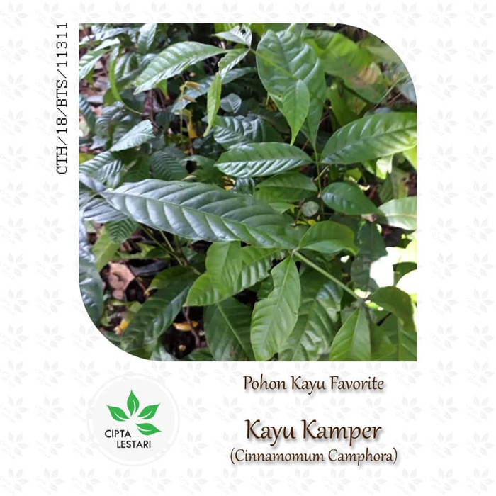 Jual Bibit Pohon Kayu Kamper 70 cm - Tanaman Beringin Cinnamomum ...