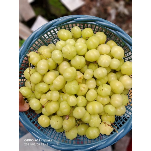 Jual buah ceremai segar | Shopee Indonesia