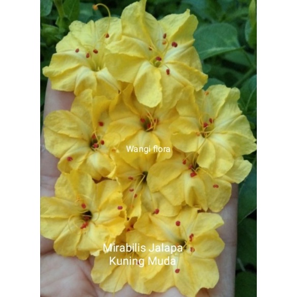Jual Benih bunga Ashar /Mirabillis jalapa kuning muda | Shopee Indonesia