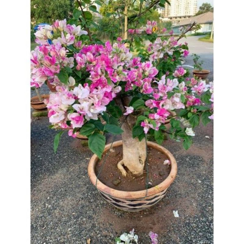 Jual PROMO 9.9!!TANAMAN HIAS BUGENVIL BUNGA KERTAS ICE CREAM//DREAM ...