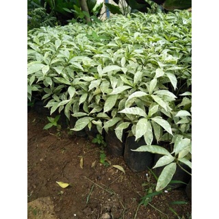 Jual tanaman Sabrina/rombusa putih Varigata 100% ORIGINAL daun besar ...