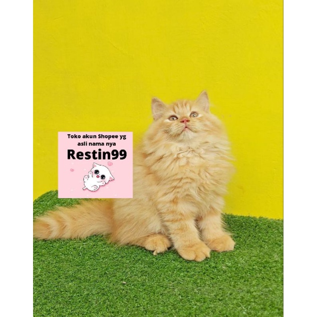 Jual persia oren red long hair bola bulu | Shopee Indonesia