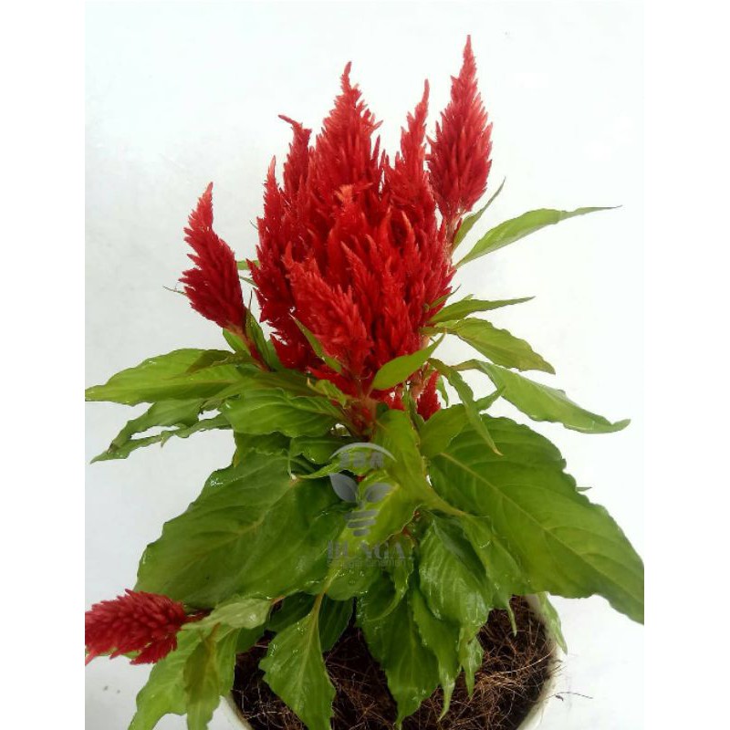 Jual tanaman bunga celosia plumosa merah - tanaman bunga jengger ayam ...