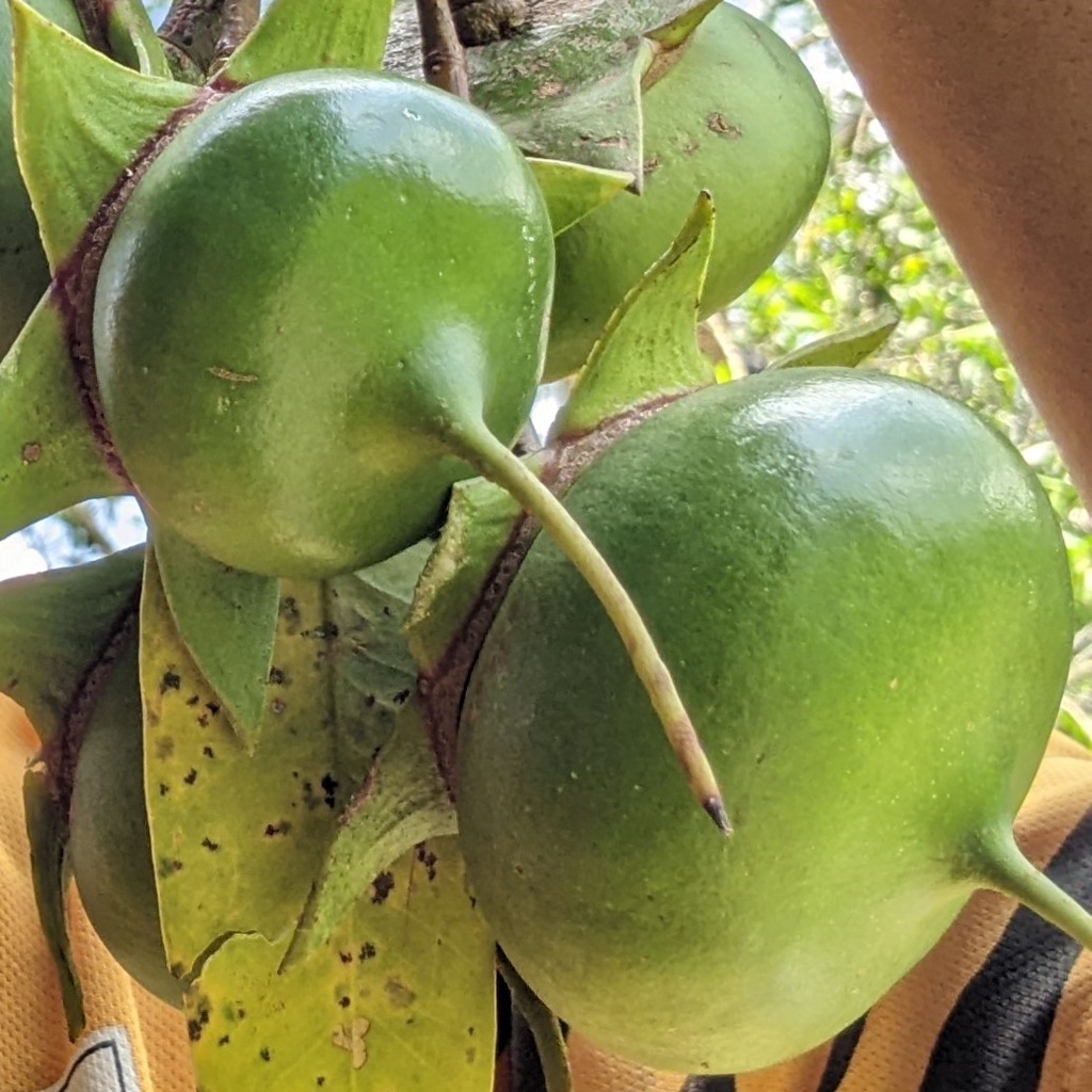 Jual Buah Pedada Segar Original 1 Kg | Mangrove | Asam Pedada | Buah ...