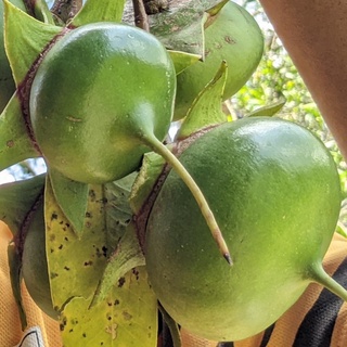 Jual Buah Pedada Segar Original 1 Kg | Mangrove | Asam Pedada | Buah ...