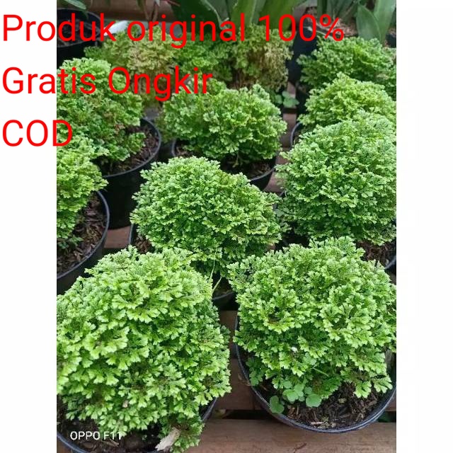 Jual Murah Promo!! ( Beli 2 Gratis 1 tanaman ) Tanaman Hias Lumut Ambon ...
