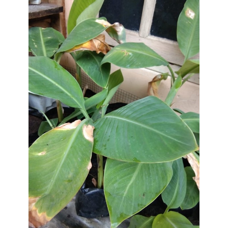 Jual bibit tanaman pisang papua raksasa giant Indonesia|Shopee Indonesia