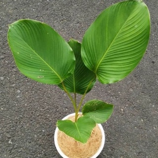 Jual Tanaman Hias Calathea Pisang / Pohon Calathea Pisang Indoor ...