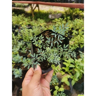 Jual Bibit herbal daun inggu / godong minggu / anruda busu / arunda ...