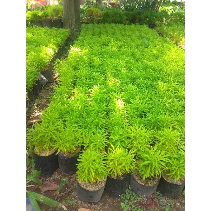 Jual Tanaman Hias Bunga Brokoli Kuning{Luar pulau wajib menggunakan ...