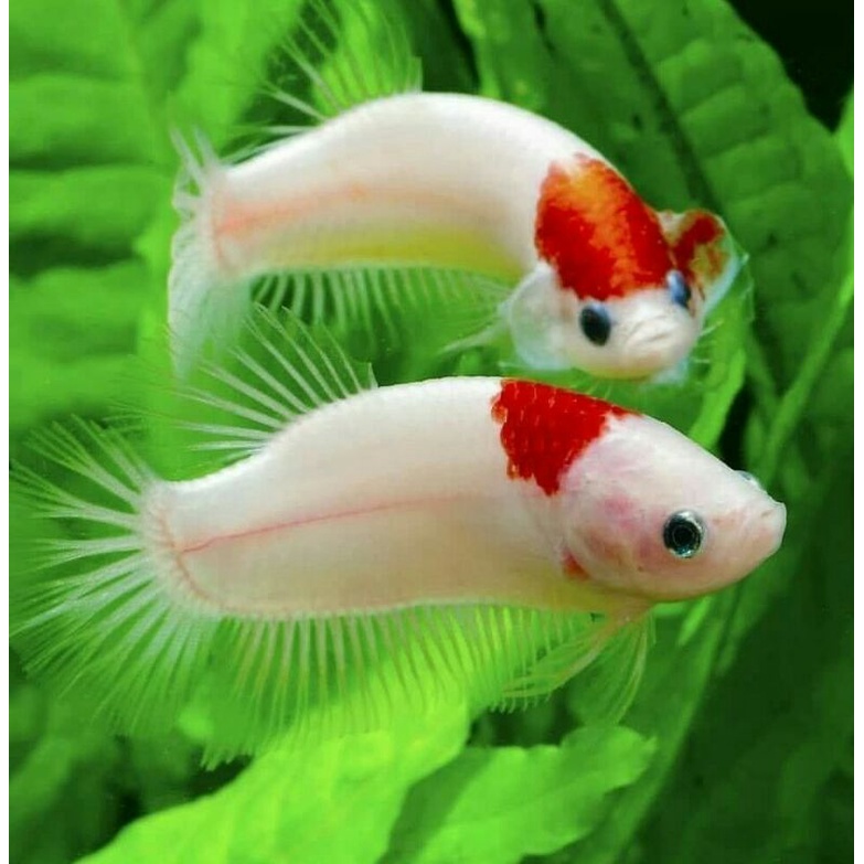 Jual Tancho Betta ( Rare Collection) | Shopee Indonesia