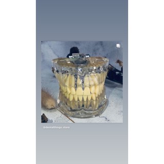 Jual Model gigi Phantom transparan gigi tiruan model studi anatomi ...