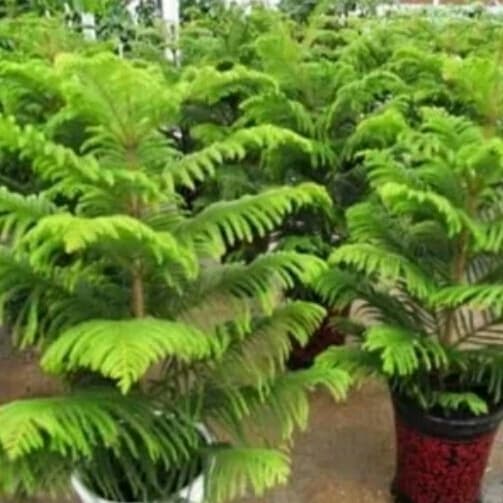 Jual tanaman hias cemara norfolk bibit pohon cemara | Shopee Indonesia