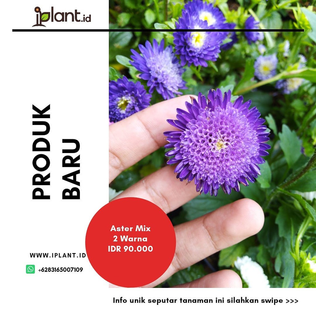 Harga Iplant Terbaru Juli 2023 |BigGo Indonesia