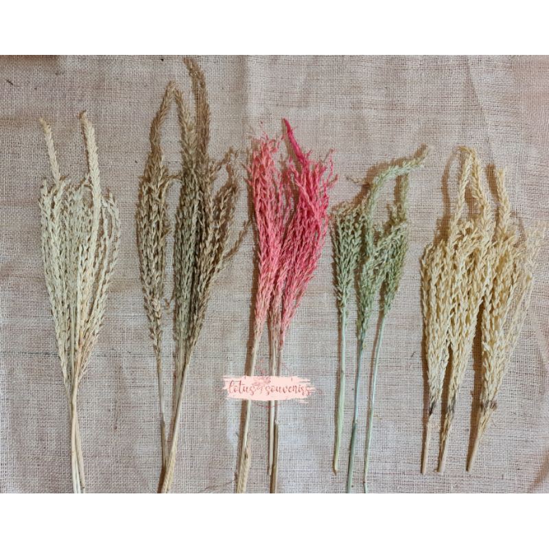 Bunga Jagung Kering Bunga Kering Murah Bahan Kerajinan Tangan