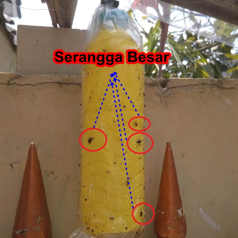 Jual Botol YELLOW TRAP Perangkap Serangga Besar & Kecil (Lalat, Kutu ...