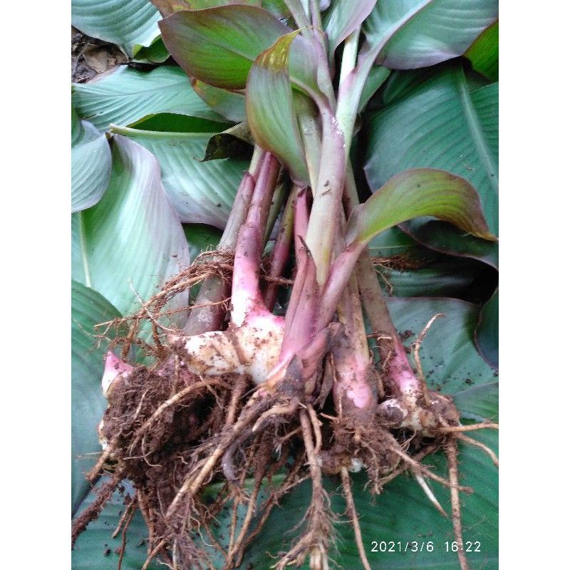 Jual BIBIT UMBI GANYONG MERAH & PUTIH KELUAR TUNAS Indonesia|Shopee ...