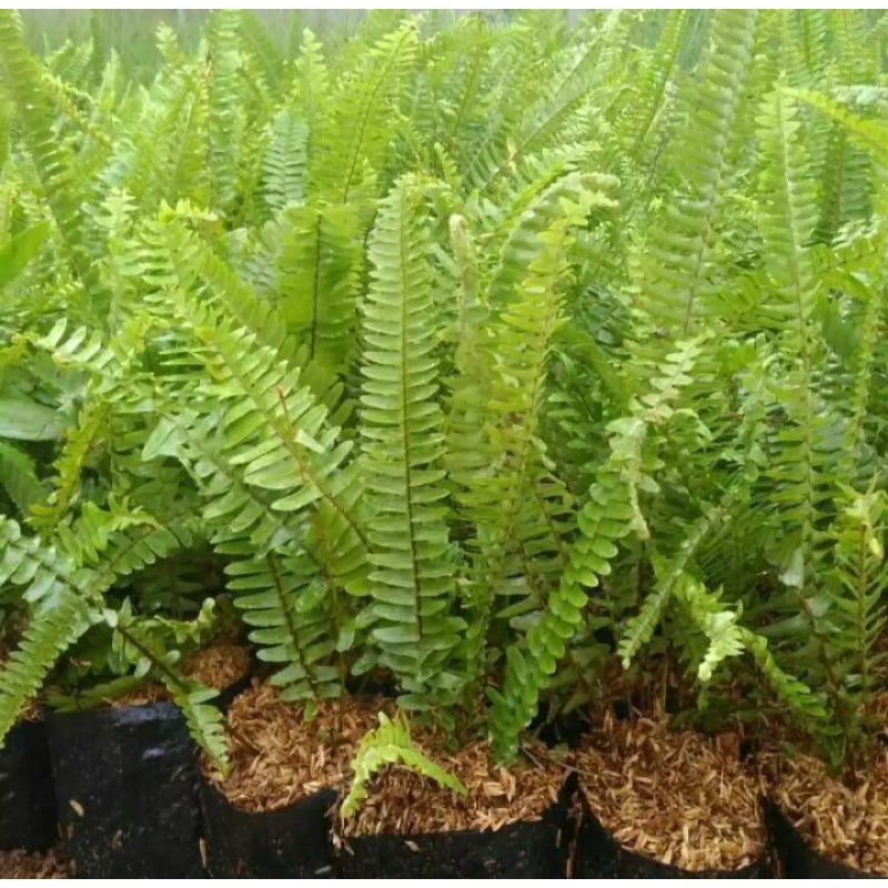 Jual Tanaman Hias Pohon Pakis Klabang/Pakis klabang Indonesia|Shopee ...