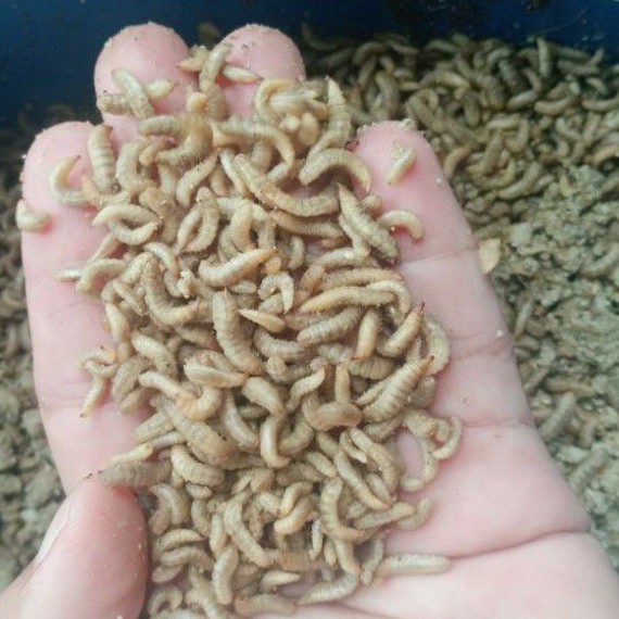 Jual Maggot Magot Bsf Hidup Fresh 100 gr Pakan Burung dan Ikan ...