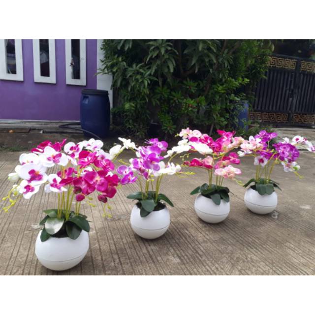 Jual Anggrek pot jumbo | Shopee Indonesia