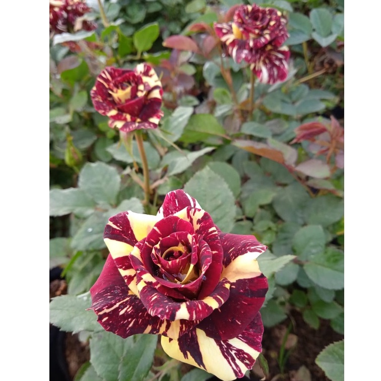 Jual Bunga Mawar / rose hidup batik abra | Shopee Indonesia