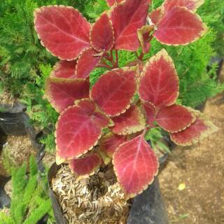 Jual Tanaman hias miana merah - Miyana merah | Shopee Indonesia