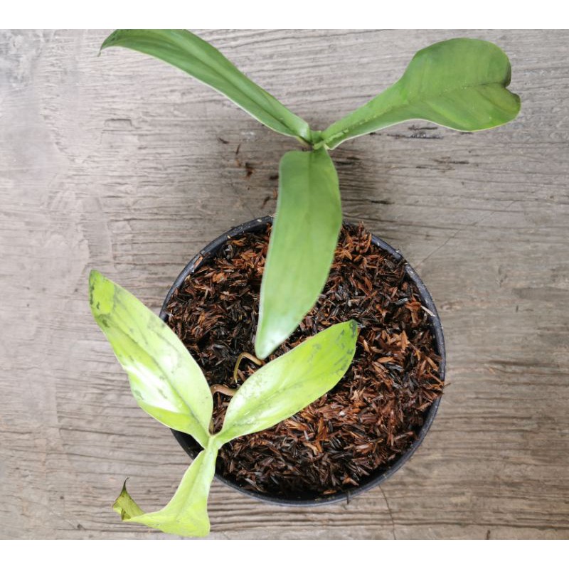 Jual Philodendron 69686 atau philodendron code atau Philo kode | Shopee ...