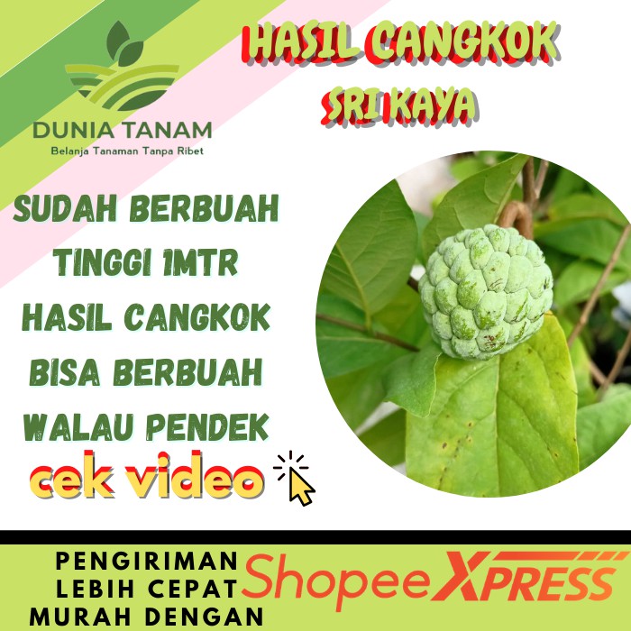 Jual bibit tanaman tambulampot pohon buah srikaya sri kaya sirsak sudah ...