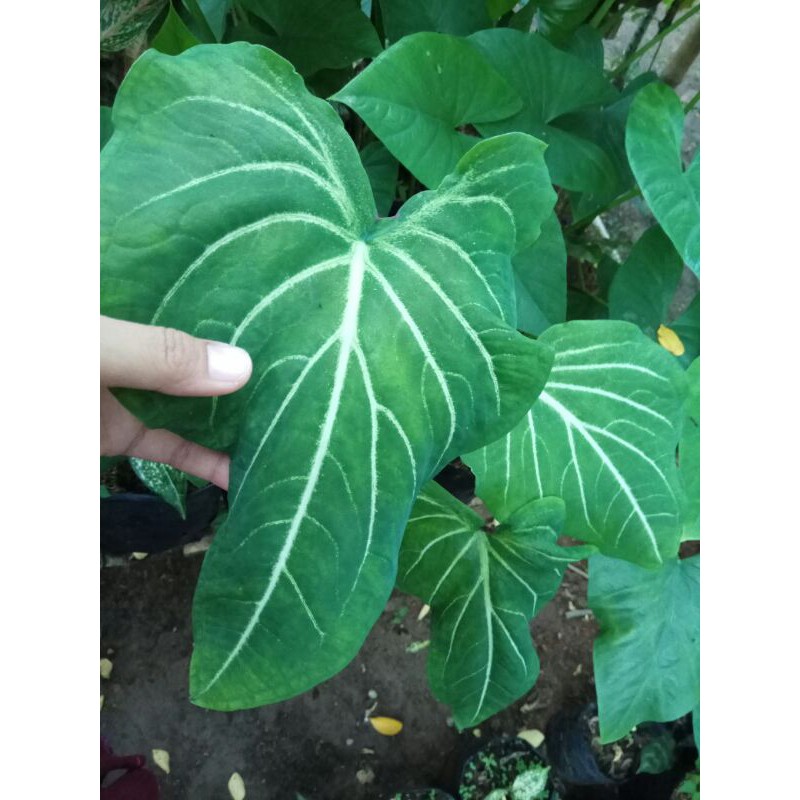 Harga greensmart Terbaru Agt 2025 | BigGo Indonesia